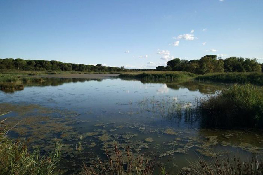 Ravenna, ambiente: pineta San Vitale e Piallasse diventano una nuova ...