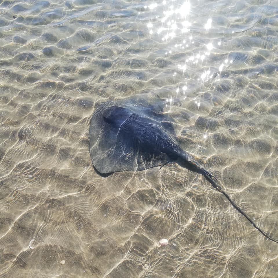 Trigoni vicino a riva, anche nel Ravennate. Parenti degli squali ...