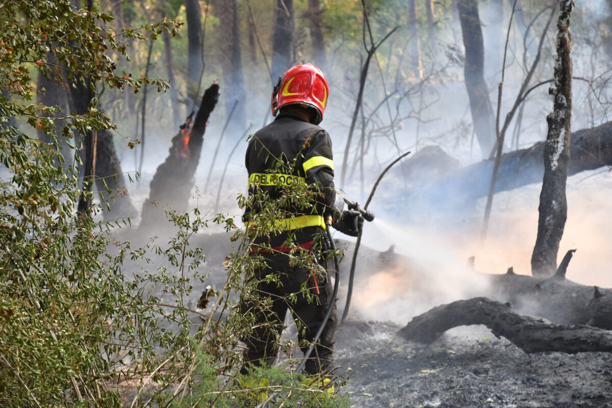 Ravenna, pineta Ramazzotti, 12 anni fa bruciarono 60 ettari, ora ...