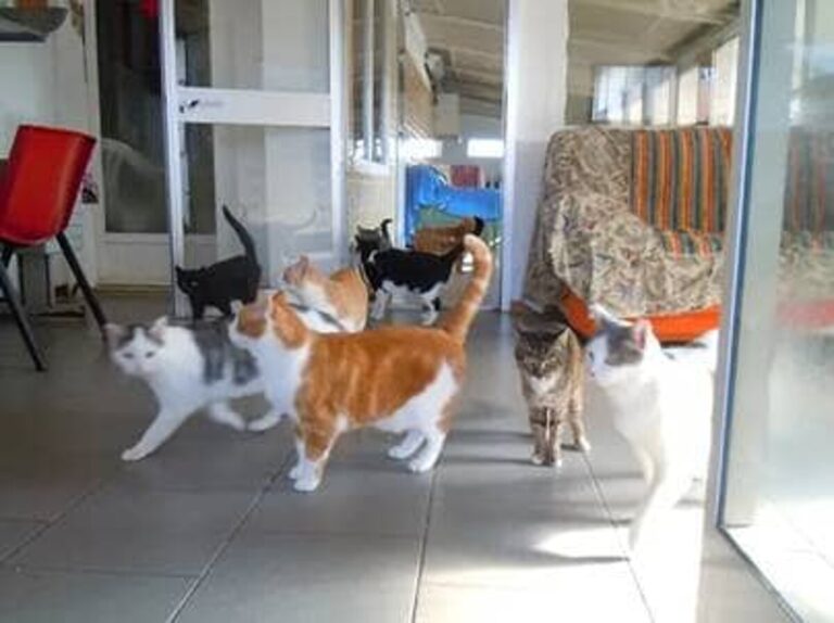 Il gattile è senza gas da quattro mesi: «Con questo freddo non sappiamo ...