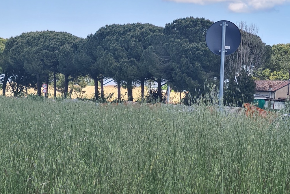 Se l'erba cresce con pioggia e sole...