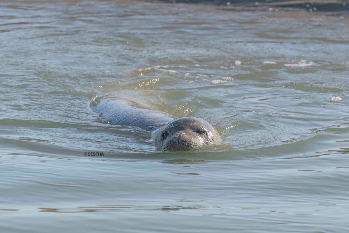 Una foca monaca vicino alla spiaggia nel Ravennate: «Avvistamento ...