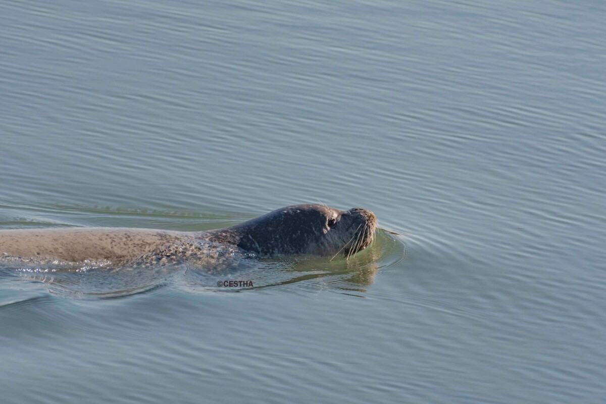 Una foca monaca vicino alla spiaggia nel Ravennate: «Avvistamento ...