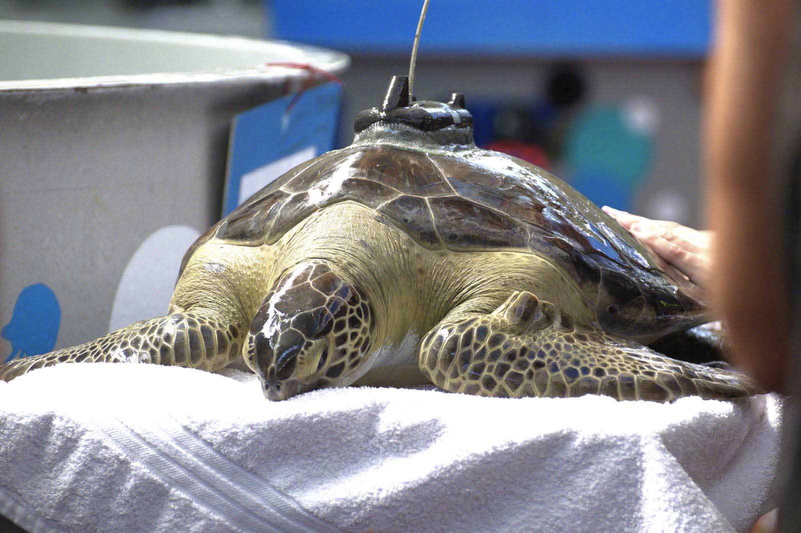 Prosegue il viaggio di Wakame, la tartaruga verde salvatata in mare
